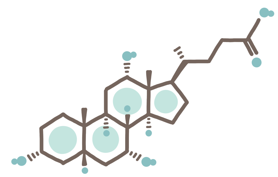 ステロイド骨格｜かがくイラスト